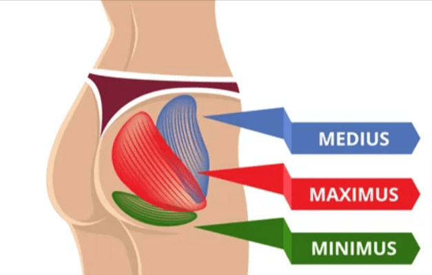 The Importance of Having Strong Glute Muscles - 5 Benefits of Strong ... The Importance of Having Strong Glute Muscles - 5 Benefits of Strong ...